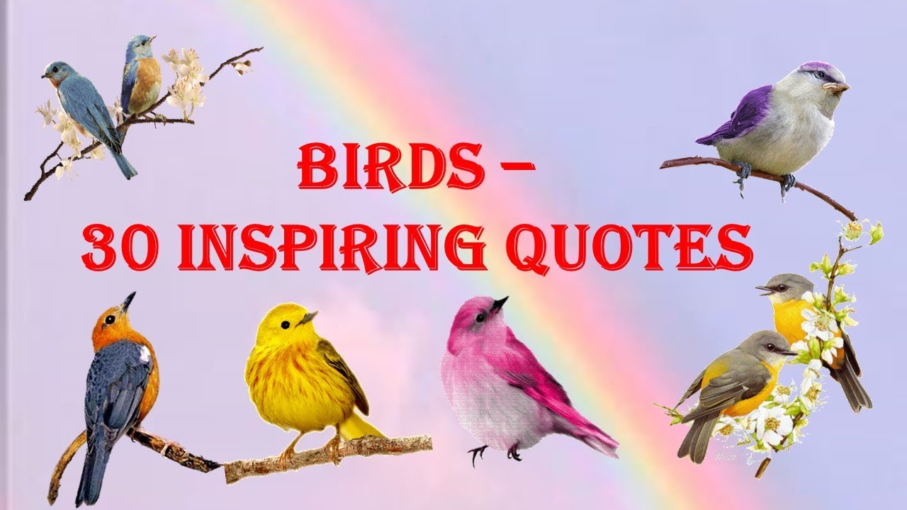 BIRDS - 30 Inspiring Quotes - Psychological Facts