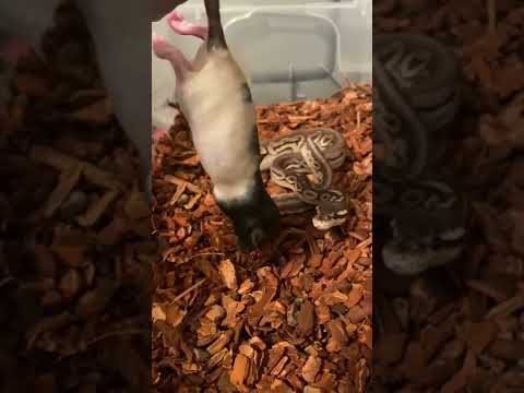 Ball Python Perfectly Wraps Meal! #reptile #ballpython #animal #wildlife #cobra #snake #diy #food