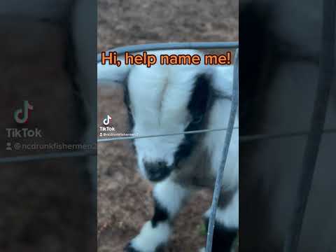 Name me!!! #goat #goatlife #faintinggoats #myotonic #girl #nanny