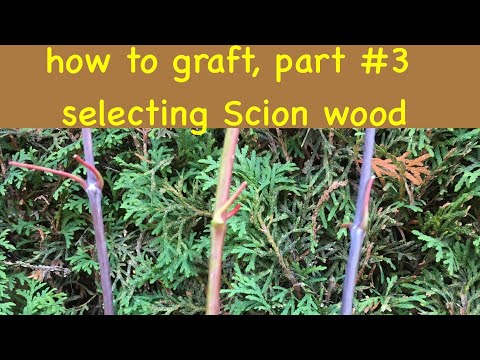 Scion wood for grafting, part #3
