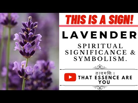 'Lavender' Significance and Symbolism in Spirituality | Symbolism of Flowers.