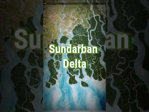 World's Largest Delta || Largest Mangrove Forest in the World || Sunderban Delta || #shorts #delta