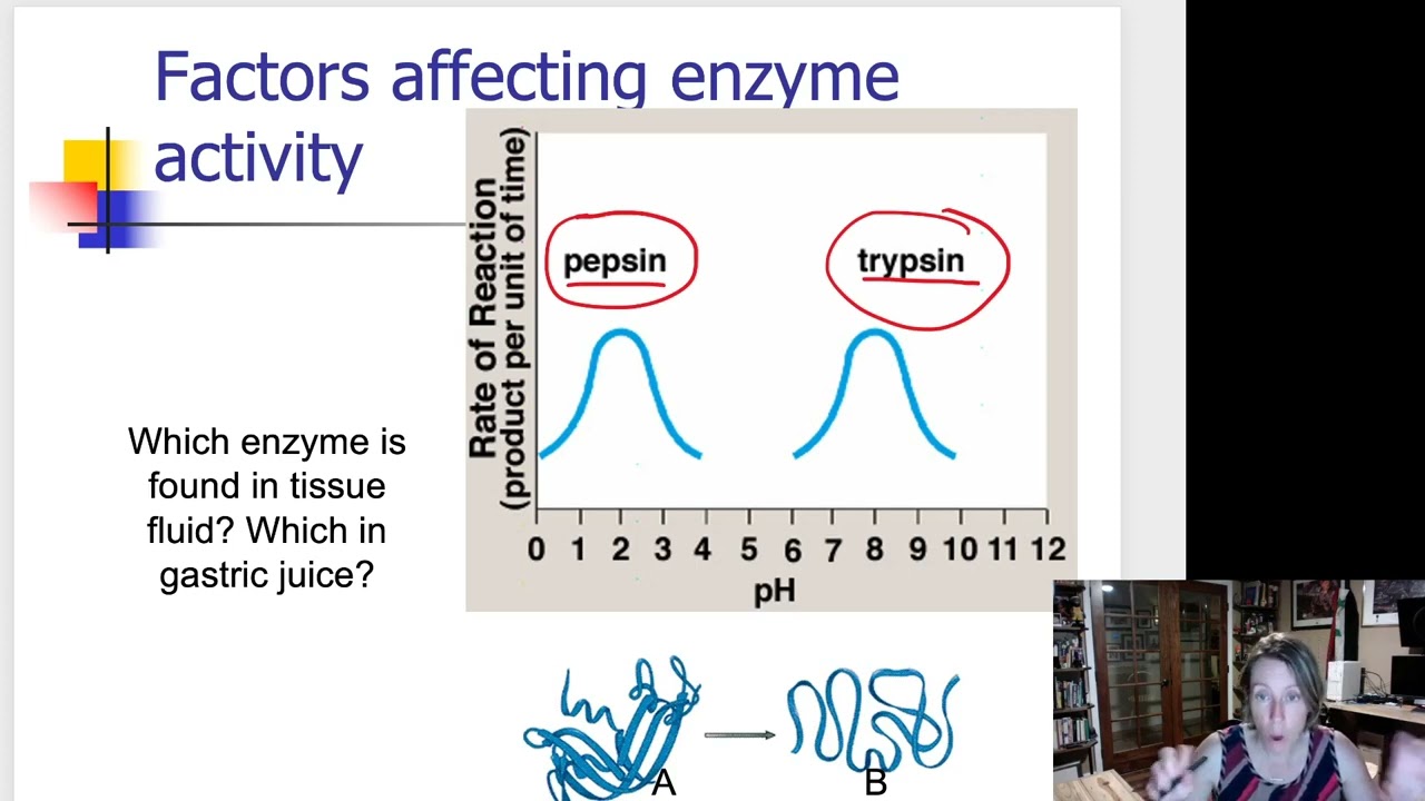 Understanding the Factors Affecting Enzyme Activity | Galaxy.ai