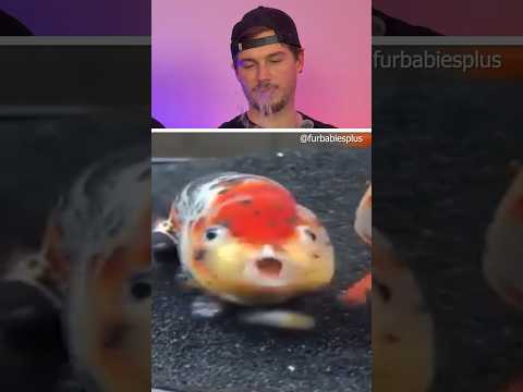 Try not to Laugh 💀🐟 | 482 #funny