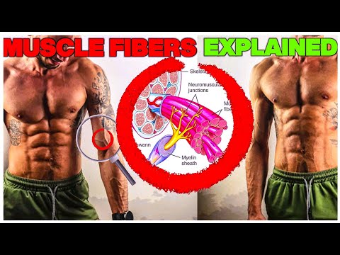 Muscle Fiber Anatomy | A Crash Course