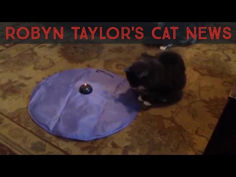 Robyn Makes a Cat Video
