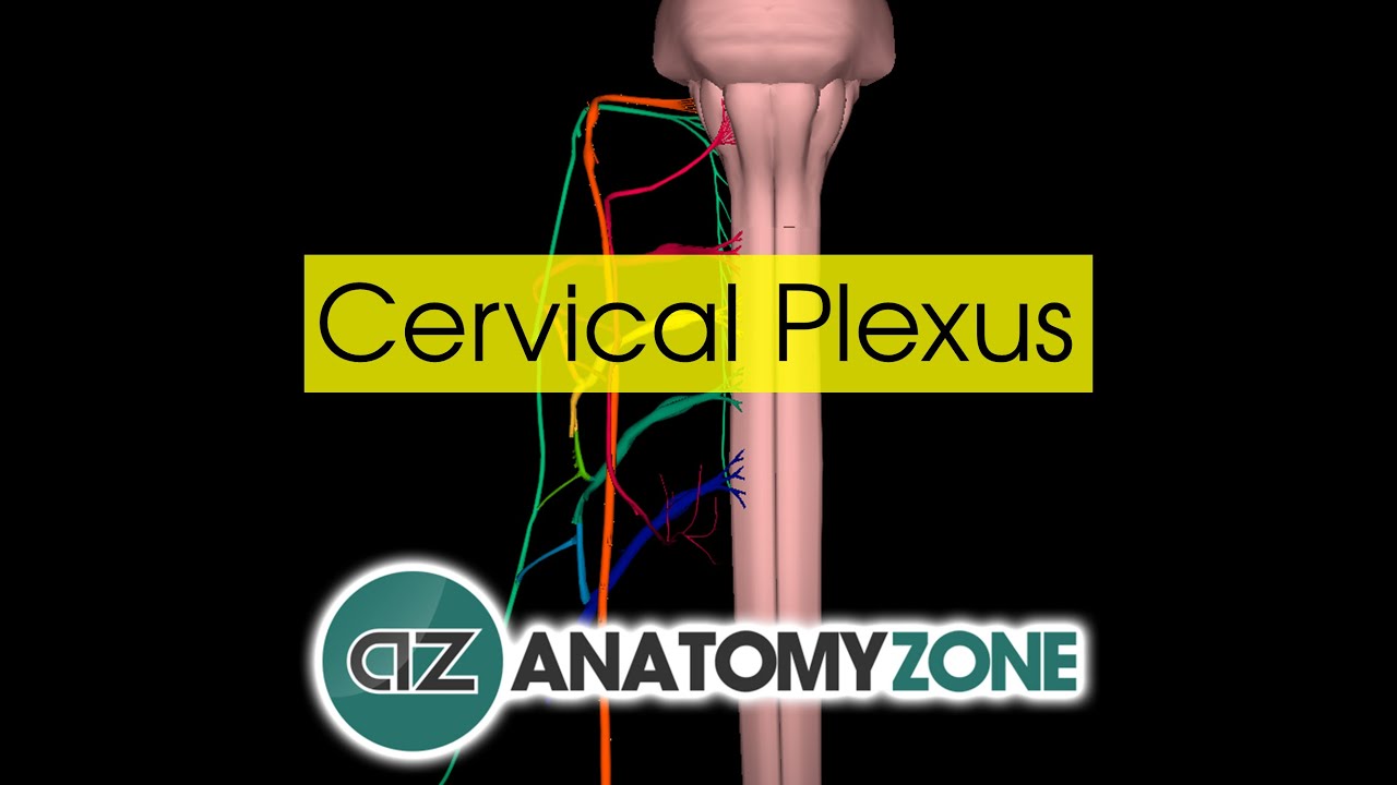 Cervical Plexus | Anatomy Tutorial