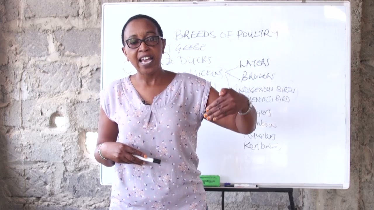 Poultry Nutrition (Lesson 4) -  Breeds of Poultry