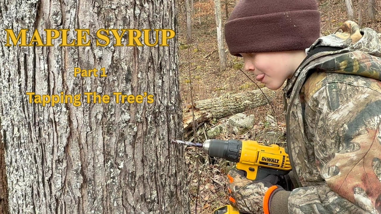 Maple Syrup  Part 1  Tapping The Trees