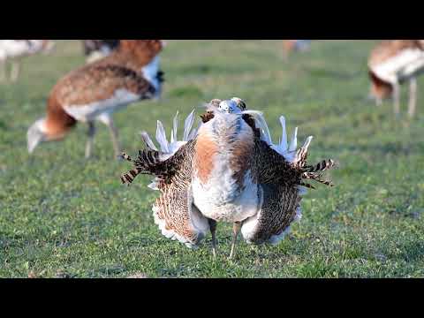 Great Bustards on Salisbury plain