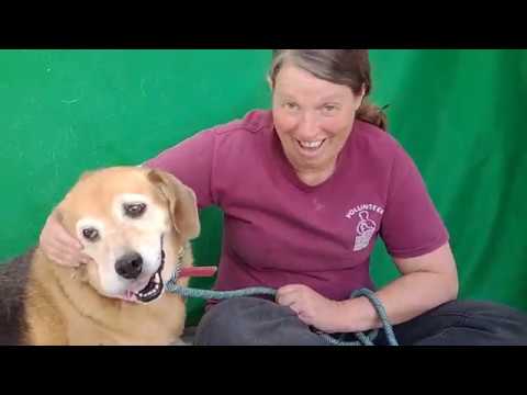 A3741404 Sonya | Beagle