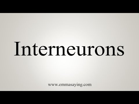 How To Say Interneurons