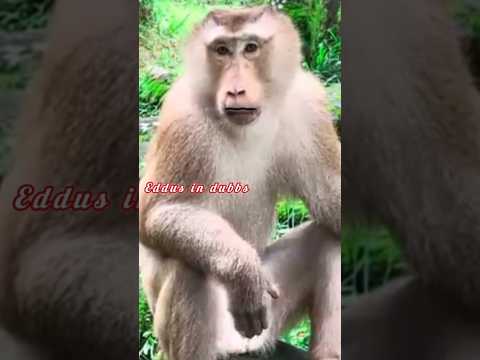 Funny monkey talking tamil #45 #funny #monkey #voiceover #comedy #dubbing