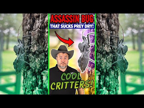 COOL CRITTERS! - ASSASSIN BUG That Sucks Prey Dry! - Wheel Bug - #Shorts
