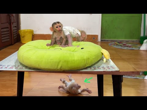 Funny boy Chamroeun Super S-H-Y When Newborn Baby Monkey Wanna Play With Him