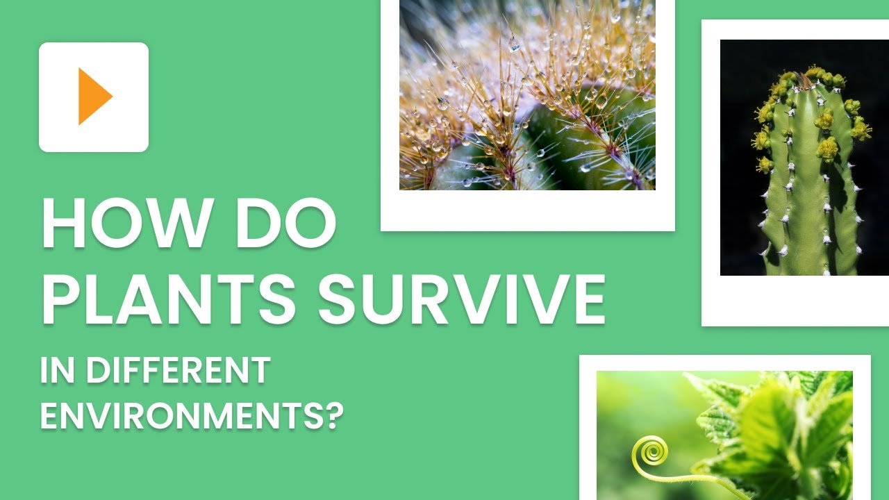 Plant Adaptations Explained | Science | ClickView