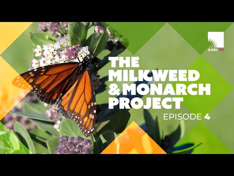 The Milkweed & Monarch Project | Episode 4: Caterpillars & Butterflies Part 1