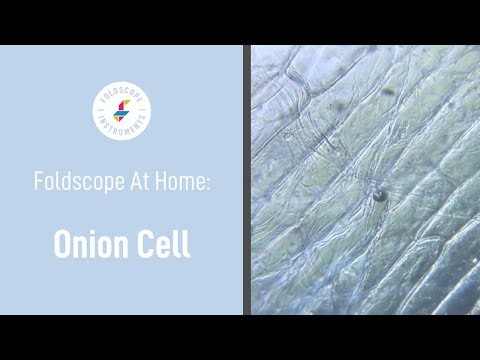 Foldscope at Home: Onion Cell