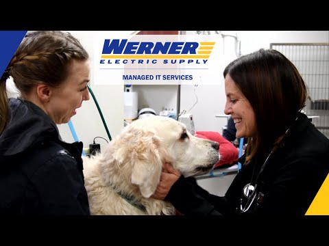 Managed IT Services: Healthy Paws Testimonial