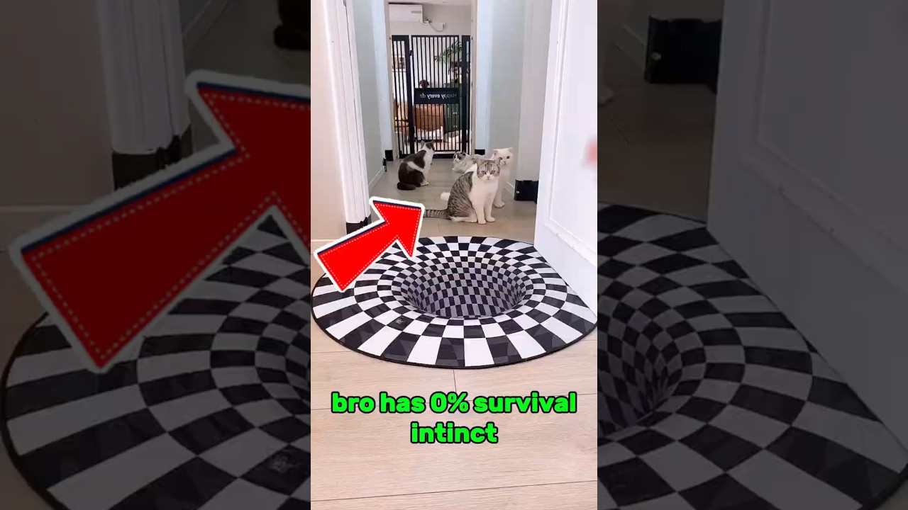 Would Your Cat Fall For This 3D Rug Trick?  #cat #funny # shorts