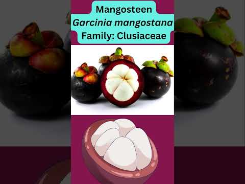 Mangosteen#shorts