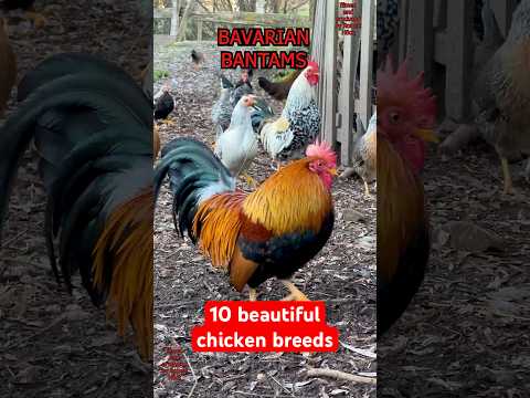 Traditional chicken breeds with crowing roosters: Phonix, La Flèche, Spangled Hamburg #chickens