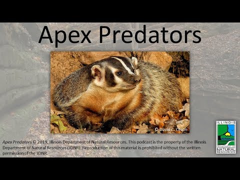 Apex Predators
