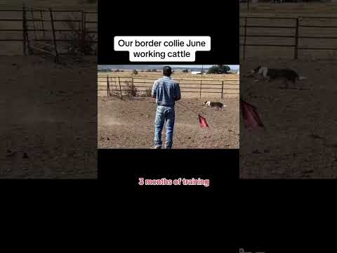 Our border collie June herding cattle with her trainer after 3 mos training😆