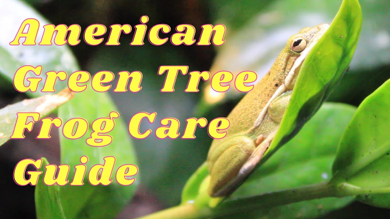 American Green Tree Frog Care Guide 2022
