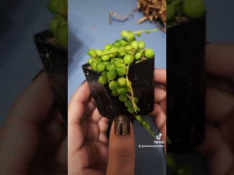Unboxing a String of Pearls from Etsy | it's Vee's Shorts
