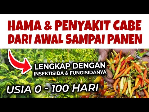 HAMA & PENYAKIT TANAMAN CABE DARI AWAL SAMPAI PANEN | Lengkap Insektisida & Fungisidanya
