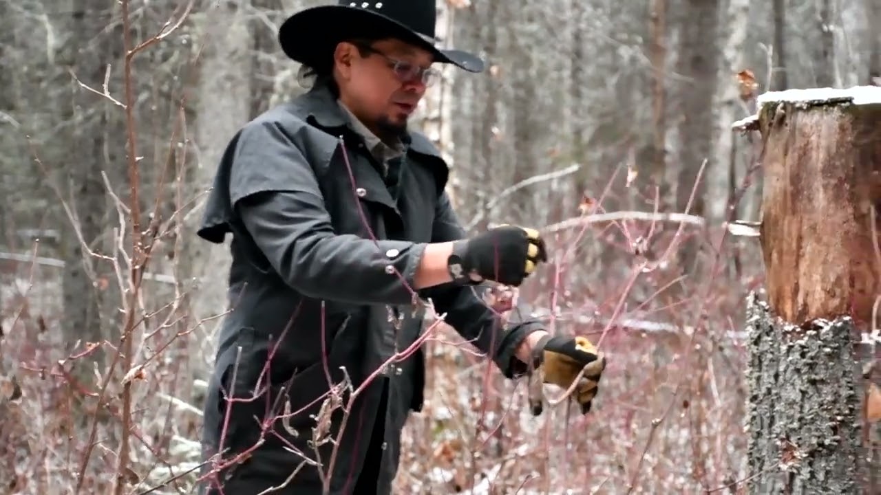 Northern Boreal Trees: Red Willow