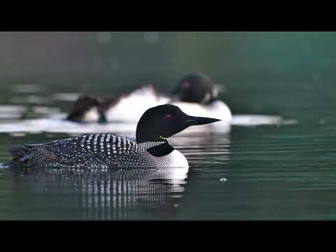 New Nikkor 180-600mm Lens (preproduction) Review