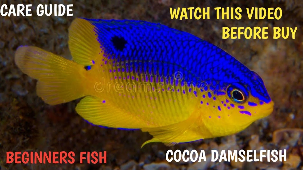 /CARE GUIDE - COCOA DAMSELFISH/HARDY SALTWATER FISH/BEGINNERS CHOICE FISH @THRIVE2EXPLORE55