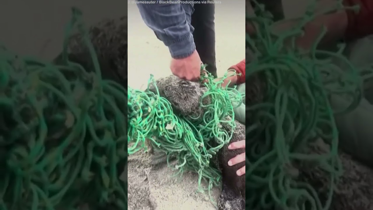 #Rescue : South Africans beachgoers aid seal pups trapped in a net.