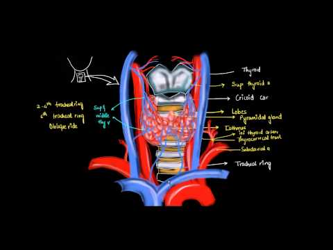 Tongue and Thyroid Development - Embryology - Medbullets Step 1