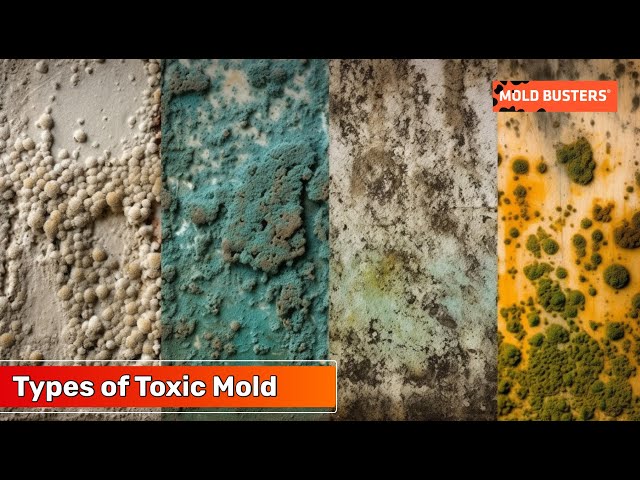 Tipos De Moho Diferentes Tipos De Moho Y Cómo Evitarlos