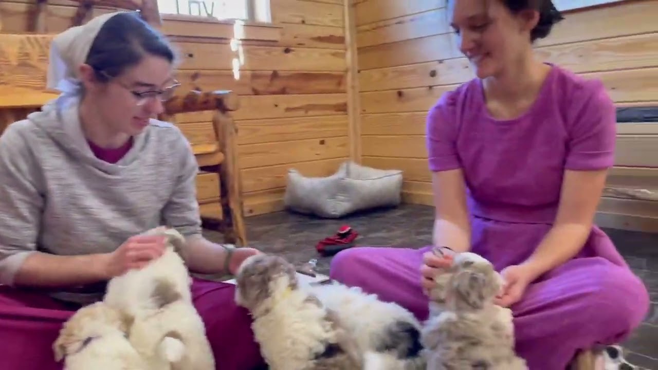 Patches Mini Aussiedoodle Litter