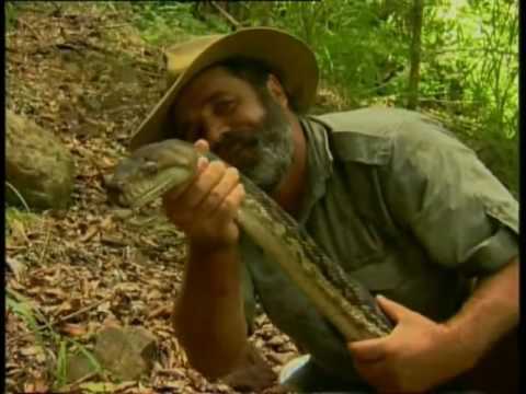 Scrub Python, Morelia amethistina
