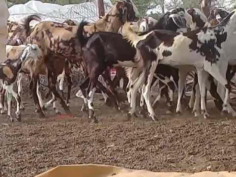 Bannur Sheep - Wholesale Price & Mandi Rate for Mandya sheep