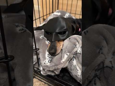 Bat dog mask for my dog