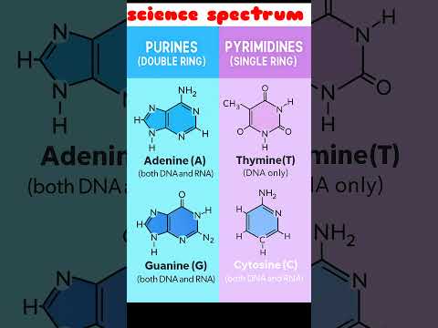 DNA nucleotide A-T-G-C: The Code of Life ! #nucleotide #sciencespectrum #dna #biology #ranjansir