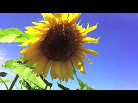 How to Plant and Care for Sunflowers