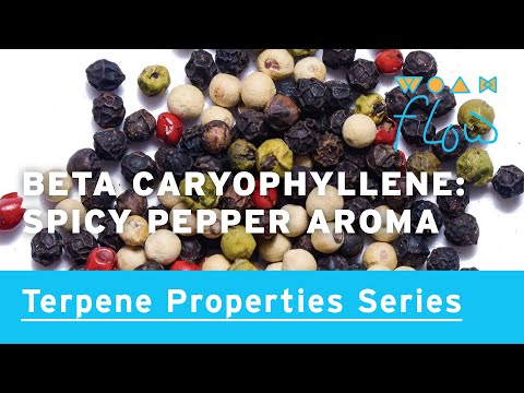 Terpene - B-Caryophyllene