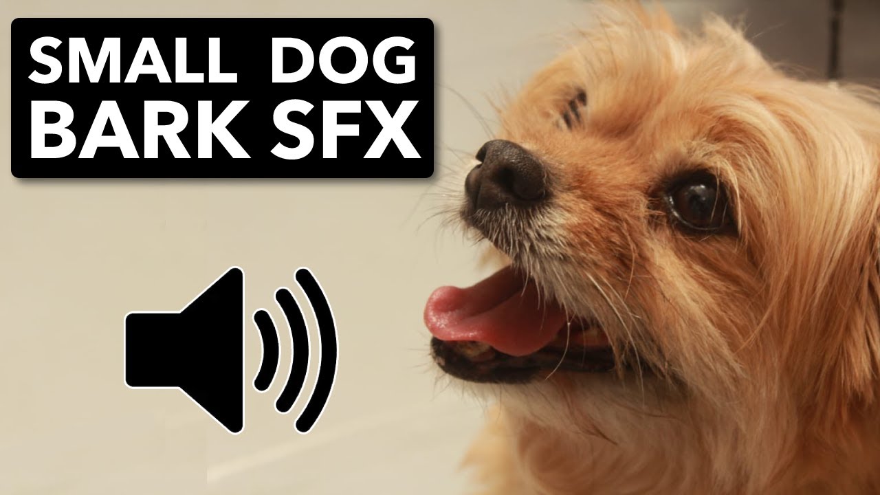 Small Dog Bark Sound Effect HD - No Copyright