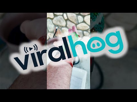 Colorful Chameleon Found in California Neighborhood || ViralHog