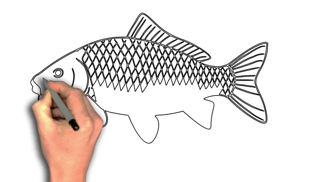 How to Draw a Common Carp Step by Step, common carp fish