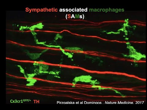 "Neuroimmunometabolism" by Dr. Ana Domingos