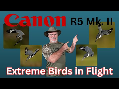 Canon R5 II: AF performance for extreme birds in flight