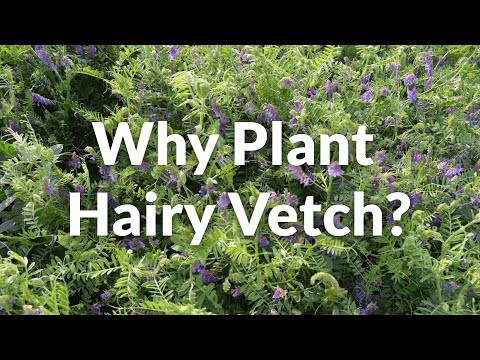 Why Plant Hairy Vetch?